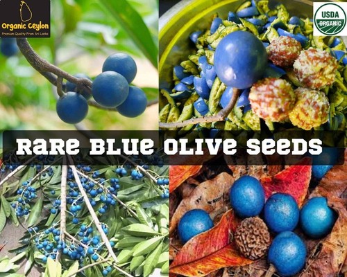 55+ Blue Olives Rare Rudraraksha Seeds for Growing Elaeocarpus serra ...