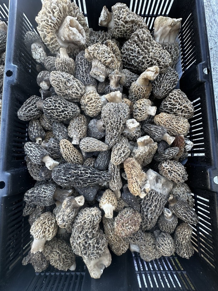 Fresh Wild Gray Morel Mushrooms PER POUND | eBay
