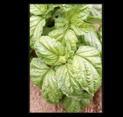 Basil Grandi Foglie Valentino Italian 100 - 4000 Seeds Gourmet Aroma ...