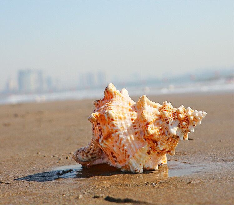 Natural Rubeta Conch Shell Sea Snail Gift Home Fish Tank Ornament 22 ...