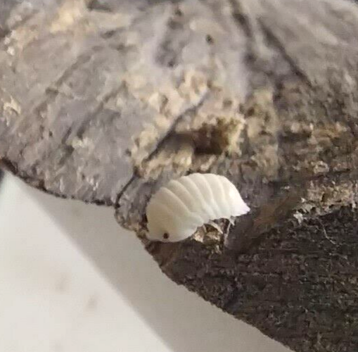 "Polar Bear" Panda King Cubaris sp Isopods NEW MORPH !!! | eBay