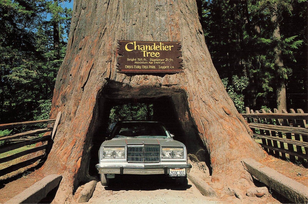 Drive Thru Redwood Tree Highway 101 Redwood Road Trip | Via