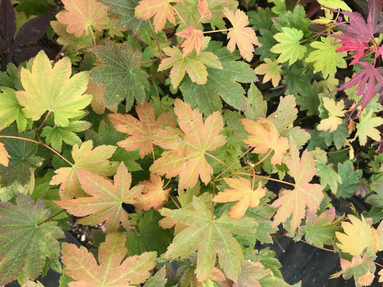 Japanese Maple Del's Dwarf | eBay