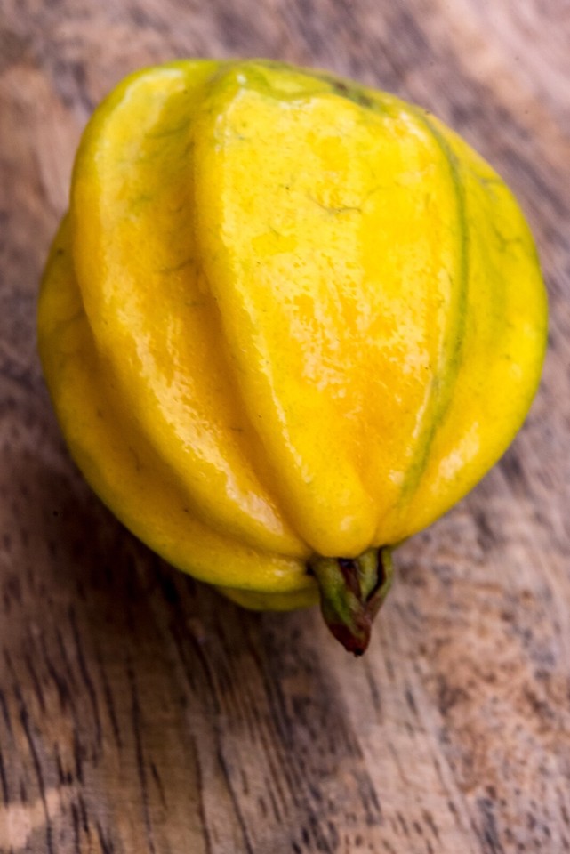 Pitangatuba Star Cherry Eugenia Selloi neonitida Fruit Tree Seedling ...