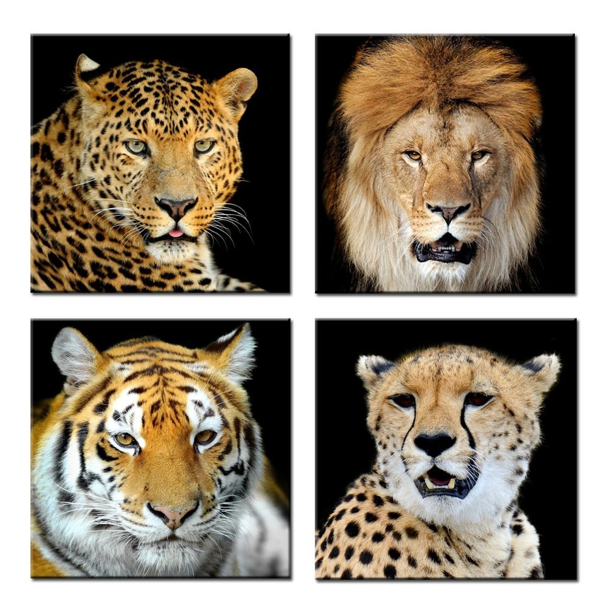 Tiger Vs Leopard Vs Cheetah