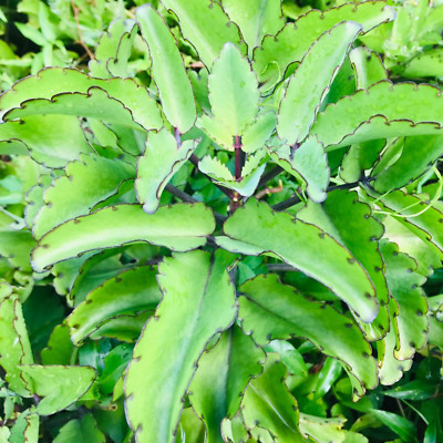 Akkapana Miracle Dried Leaves Leaf Kalanchoe Pinnata Ceylon Life ...
