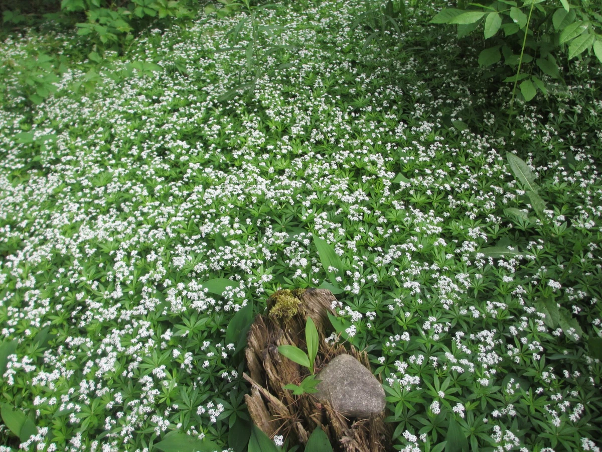 Sweet Woodruff Ground Cover