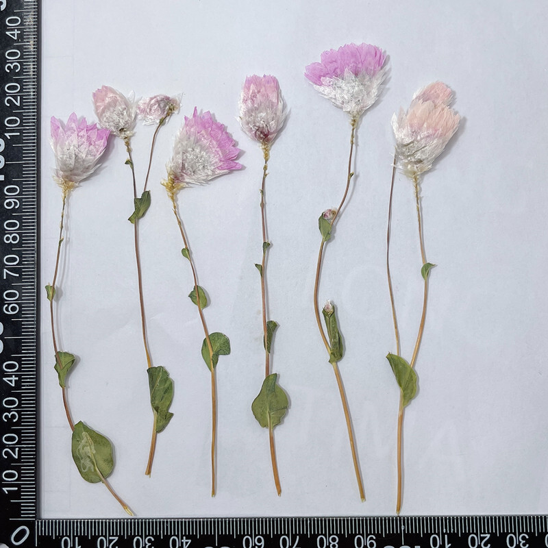 6PCS real Pressed Flower, pink white natural color flower with leaves ...