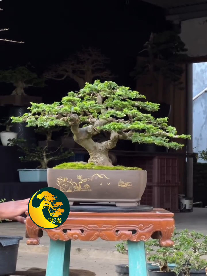 Actual Bonsai Tree. Bonsai Triphasia trifolia super good tree small ...