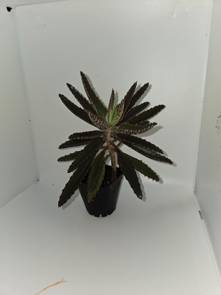 Mother of Thousands Alligator Live Plant 3 to 5 inches tall, Succulent ...