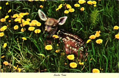 Everett WA Postcard White Tailed Deer Fawn Resting in a Wildflower ...