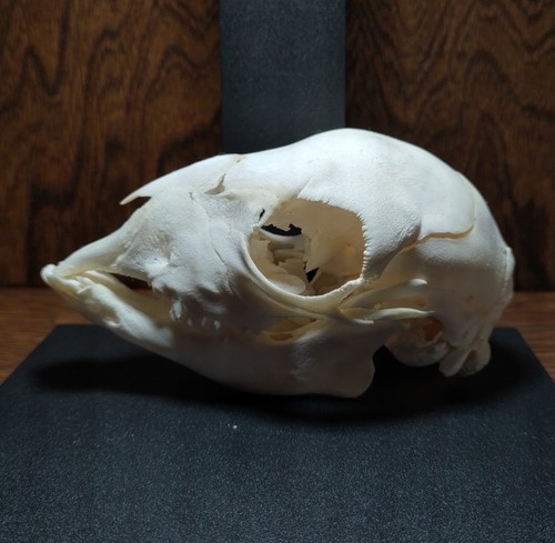 Lamb Skull | eBay