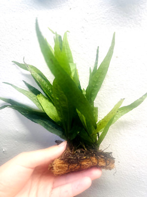BUY 2 GET 1 FREE Java Fern Mat (Microsorum) on Coconut Mat Live ...