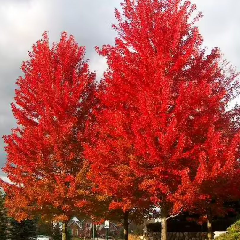Autumn Blaze Maple Tree – Live Tree in Quart Pot (1–2 Feet Tall) | eBay