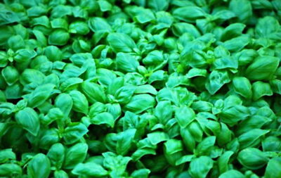 Ocimum basilicum 'Ligurian Basil from Prà' SEEDS - PRÀ BASIL | eBay