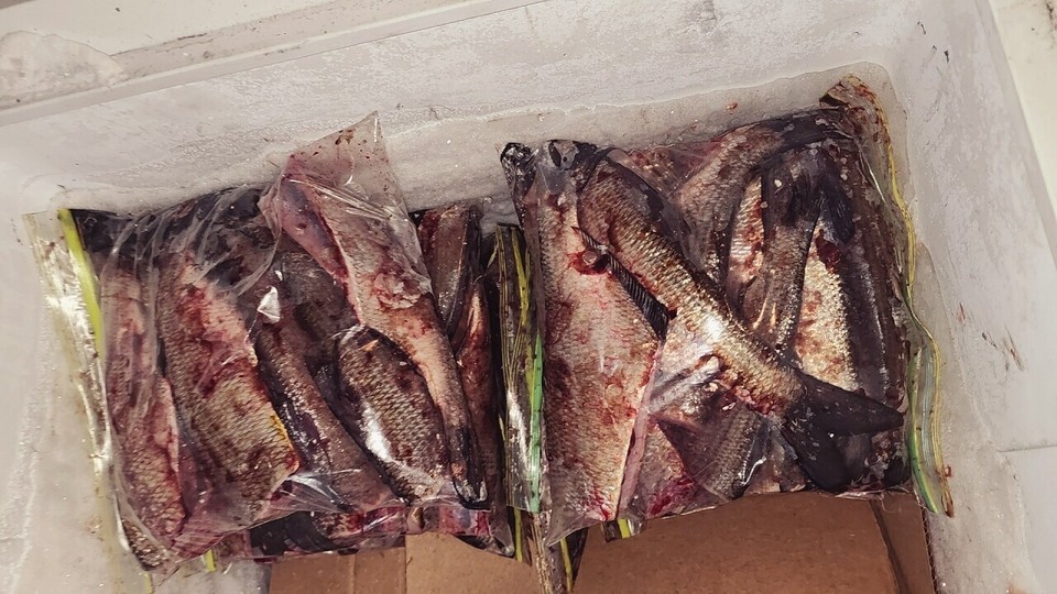 Frozen Gizzard Shad Sides Catfish Bait | eBay