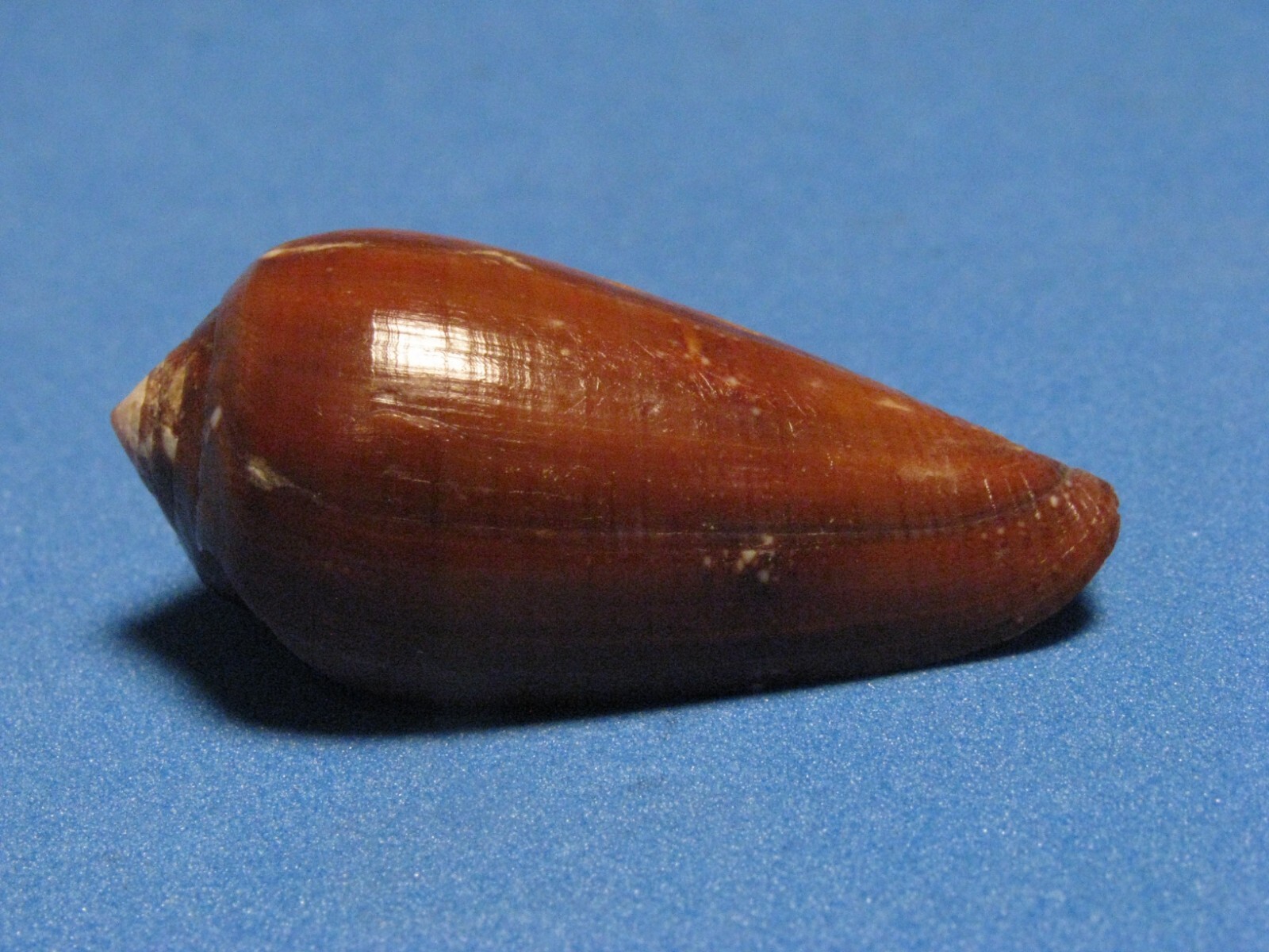 Conus pennaceus vezoi Niederhöfer & Blöcher, 2000 "PENNIFORM-VARIANT ...