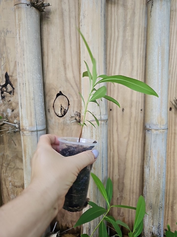 JAMUN JAMBUL FRUIT TREE Syzygium cumini INDIAN WAX APPLE Java plum live ...