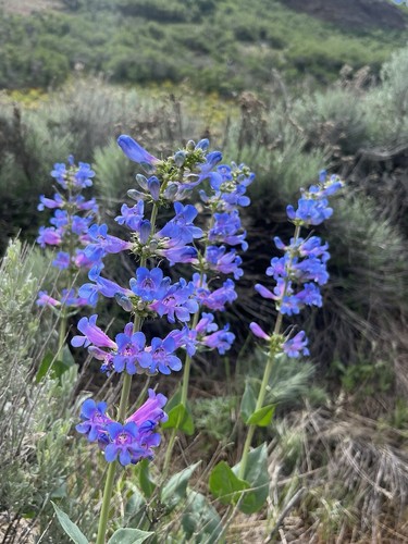 PE03: Wasatch Penstemon Seed ~50 Ct Cold Hardy Wildflower Penstemon ...