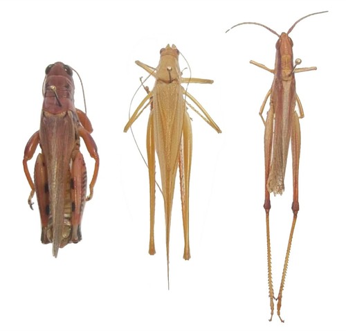 Pinned USA Insect Specimens for Entomology Class Dead Bug Collection ...