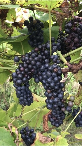 Black Grape Muscat Bleu Grape Seeds - Sow Autumn To Stratify x100 ...