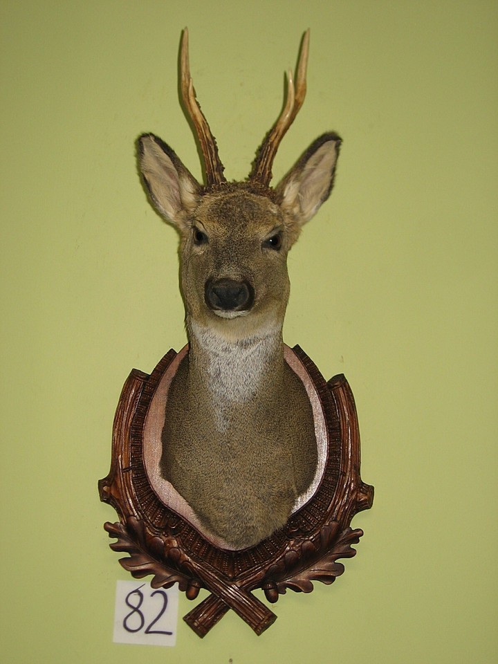 Roe deer head (no. 82) on the carved board, Taxidermy, Trophies | eBay