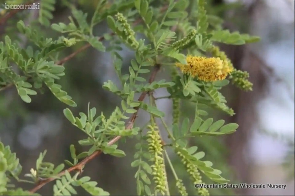 WOW RARE Prosopis Pubescens Strombocarpa Od Screwbean Mesquite edible ...