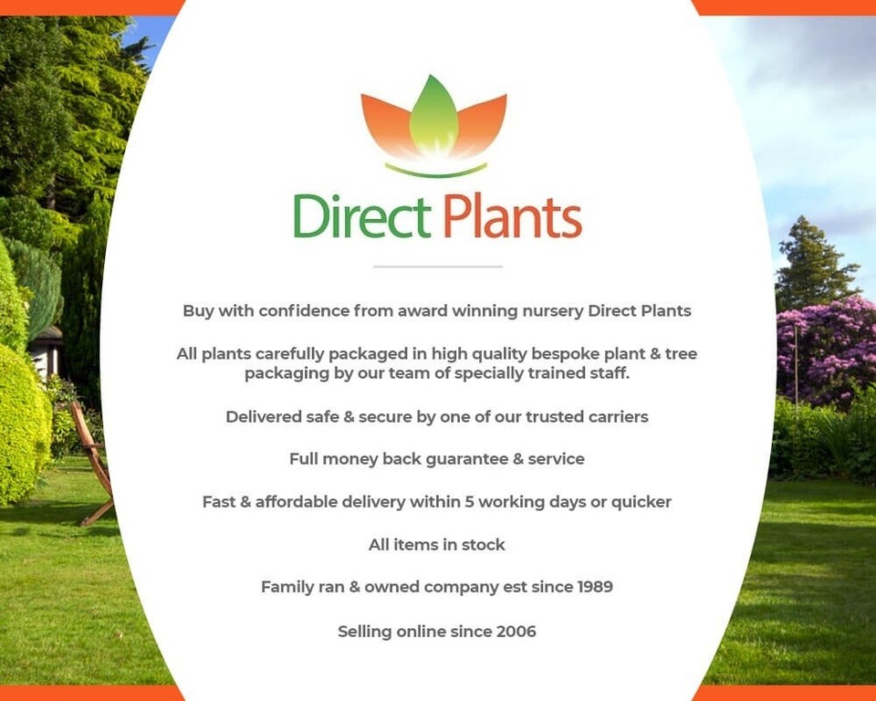 Dwarf Patio Victoria Plum Fruit Tree 3-4ft in a 5 Litre Pot By Direct ...