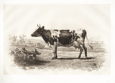 Scotland Ayr Cow Scottish Cows Cattle Great Britain Heliography 1860 ...