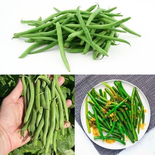 10+ Bean Seads Organic Vegatable Seeds Cora Black Beans seeds Fresh ...