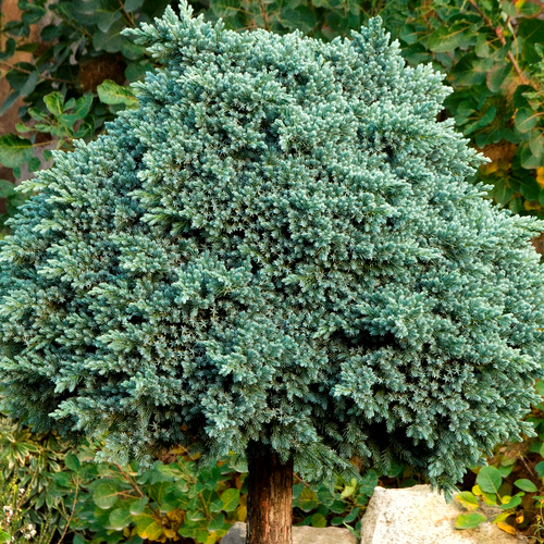 Juniperus squamata 'Blue Star' Compact Evergreen Conifer Garden Plant ...