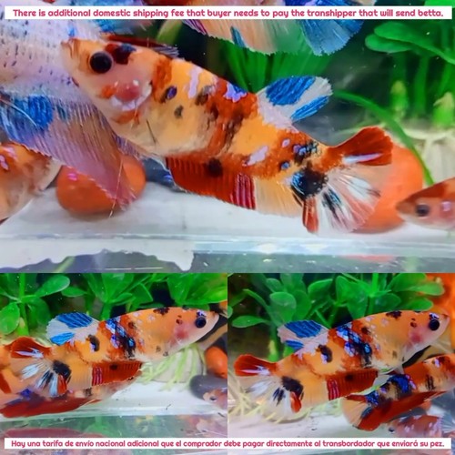 Candy Koi Halfmoon Plakat Female - IMPORT LIVE BETTA FISH FROM THAILAND ...