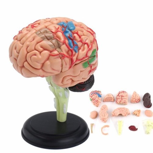 4D Human Anatomical Brain Model Anatomy Medical Teaching Tool Statues ...
