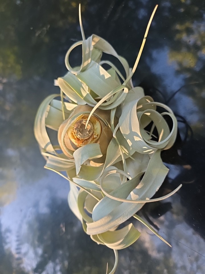 Tillandsia Xerographica Air Plant 6" + diam. Exotic Nice! | eBay