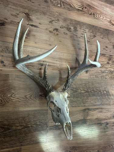 Nice 141”KS Whitetail Deer Antlers Euro Mount Real Skull Taxidermy ...