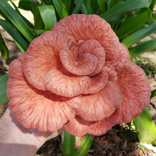 *Commercial Strain* Pink oyster mushroom (P. djamor) liquid culture ...