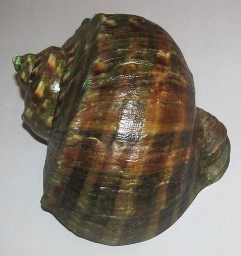 165 mm DARK Turbo Marmoratus Turban Seashell + Operculum From Ranong ...