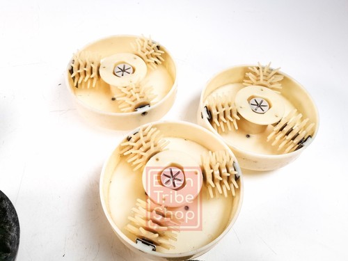 Electrolux Floor Carpet Nap Lifter Brush Heads 308505 Set Of 3 | eBay