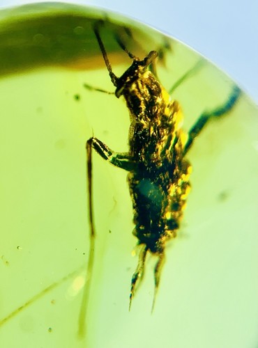 Burmese burmite Cretaceous M17 Monsters insect fossil amber Myanmar | eBay