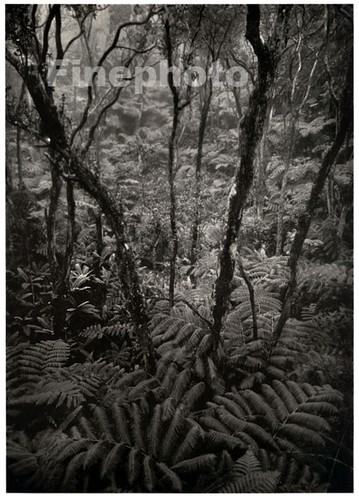1949 Original ANSEL ADAMS Kilauea Hawaii Fern Forest Landscape Photo ...