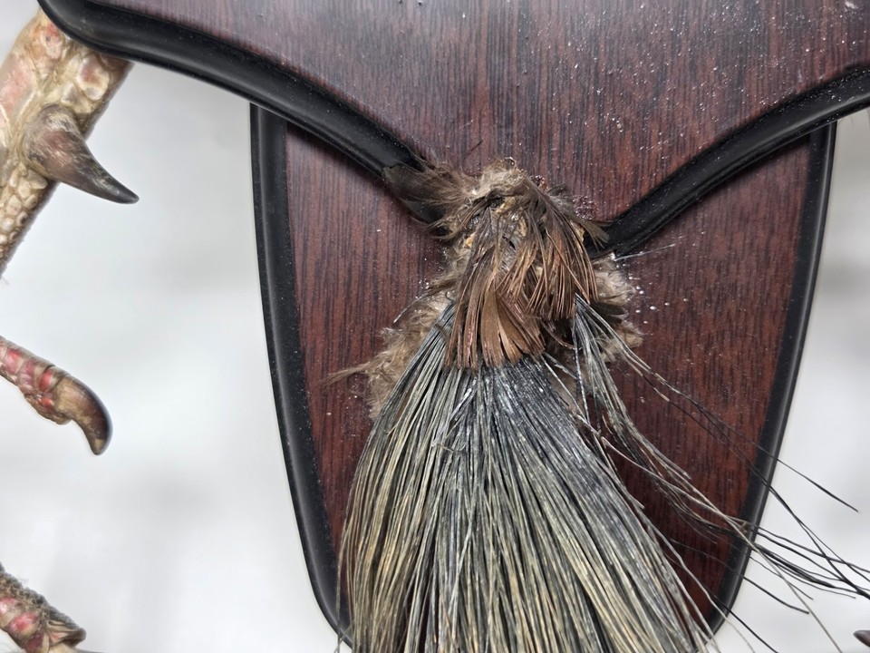 Wild Turkey Tail Fan Display With Talons Beard Mounted Decor Natural ...