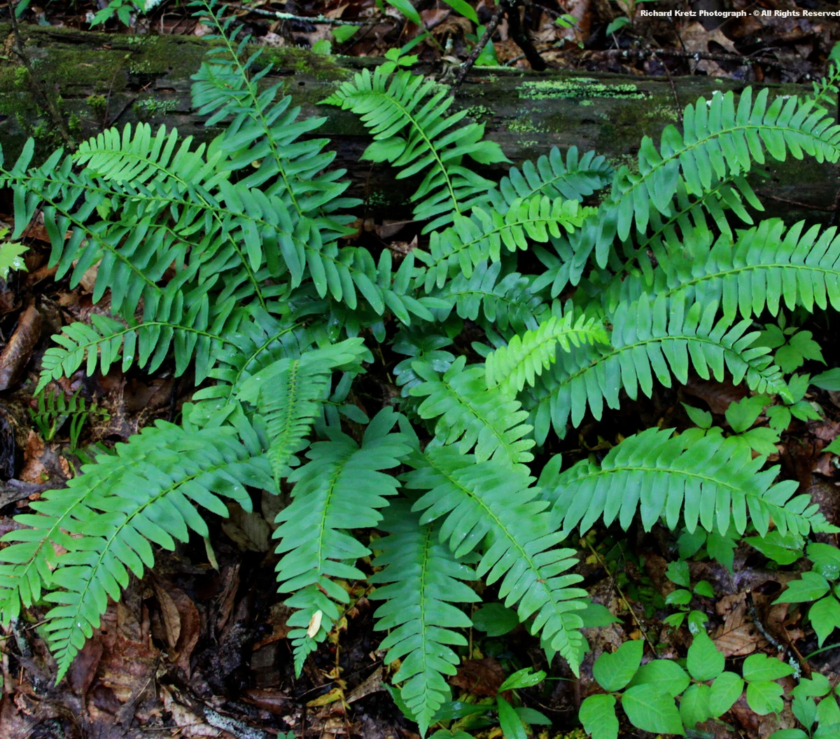 Fern Rhizomes