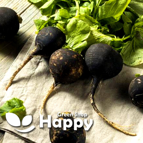 VEGETABLE SEEDS BLACK RADISH - KULATA CERNA - 500 SEEDS - Raphanus ...