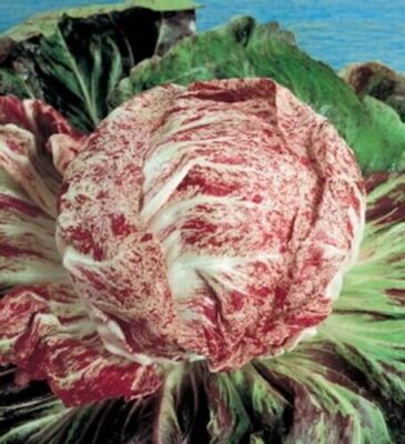 CHIOGGIA VARIEGATED CHICORY Graines + CADEAU GRATUIT | eBay