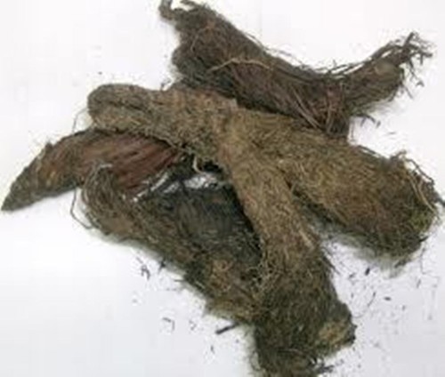 Musk Root-Indian Spikenard-Nardostachys Jatamansi-Roots Raw Herbs ...