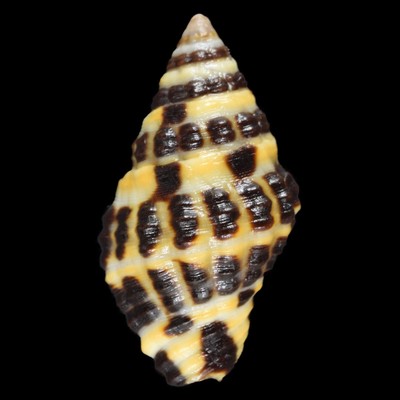 ENGINA HISTRIO (Mactan Isl., Philippines) 13.0mm #47500 | eBay