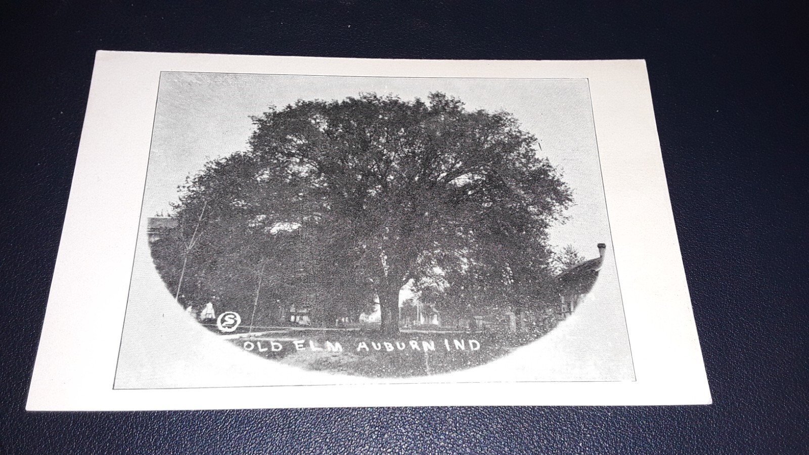 Auburn, Indiana Postcard - Old Elm Tree | eBay