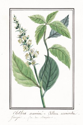 Clethra Acuminata Mountain Pepper Bush Botany Watercolour Drawing 1830 ...