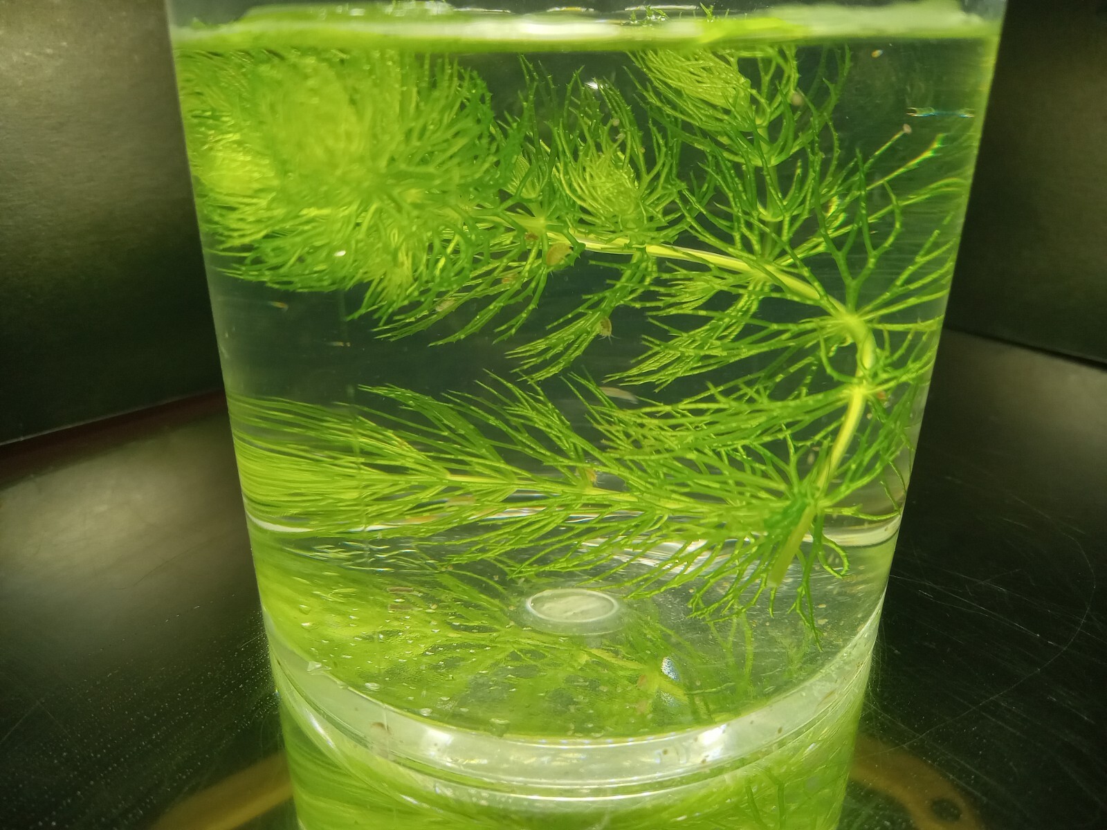 80+ Live Freshwater Scuds (Gammarus shrimp/ amphipods) Indoor Culture ...