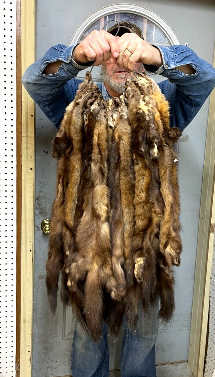 Tanned Pine Martin, Sable pelt, fur, cabin, mancave, Medium Grade | eBay
